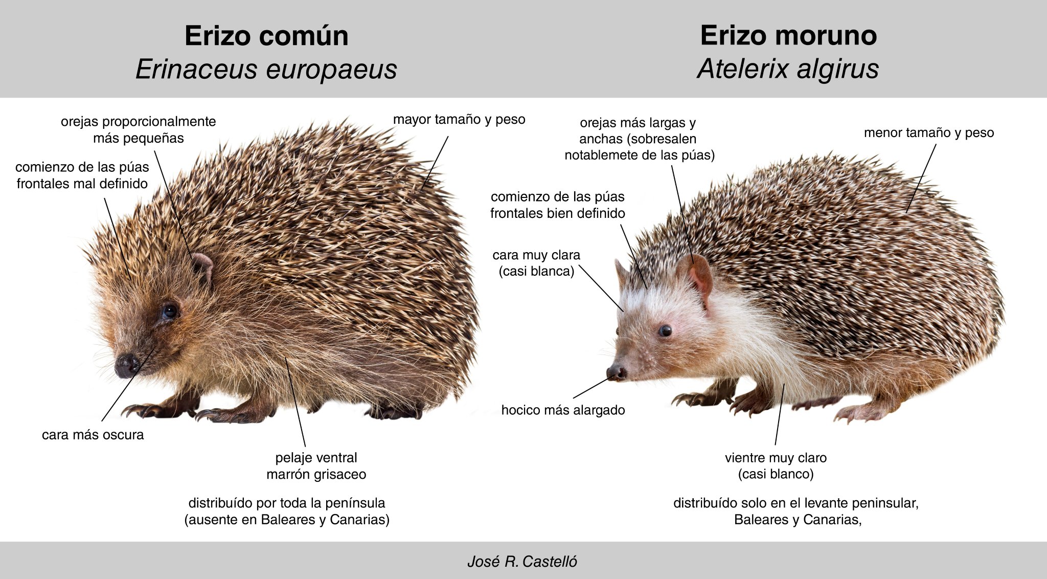 Iván Vega 🪶 on Twitter: "Erizos del mundo. 🦔 Lámina de https://t.co ...