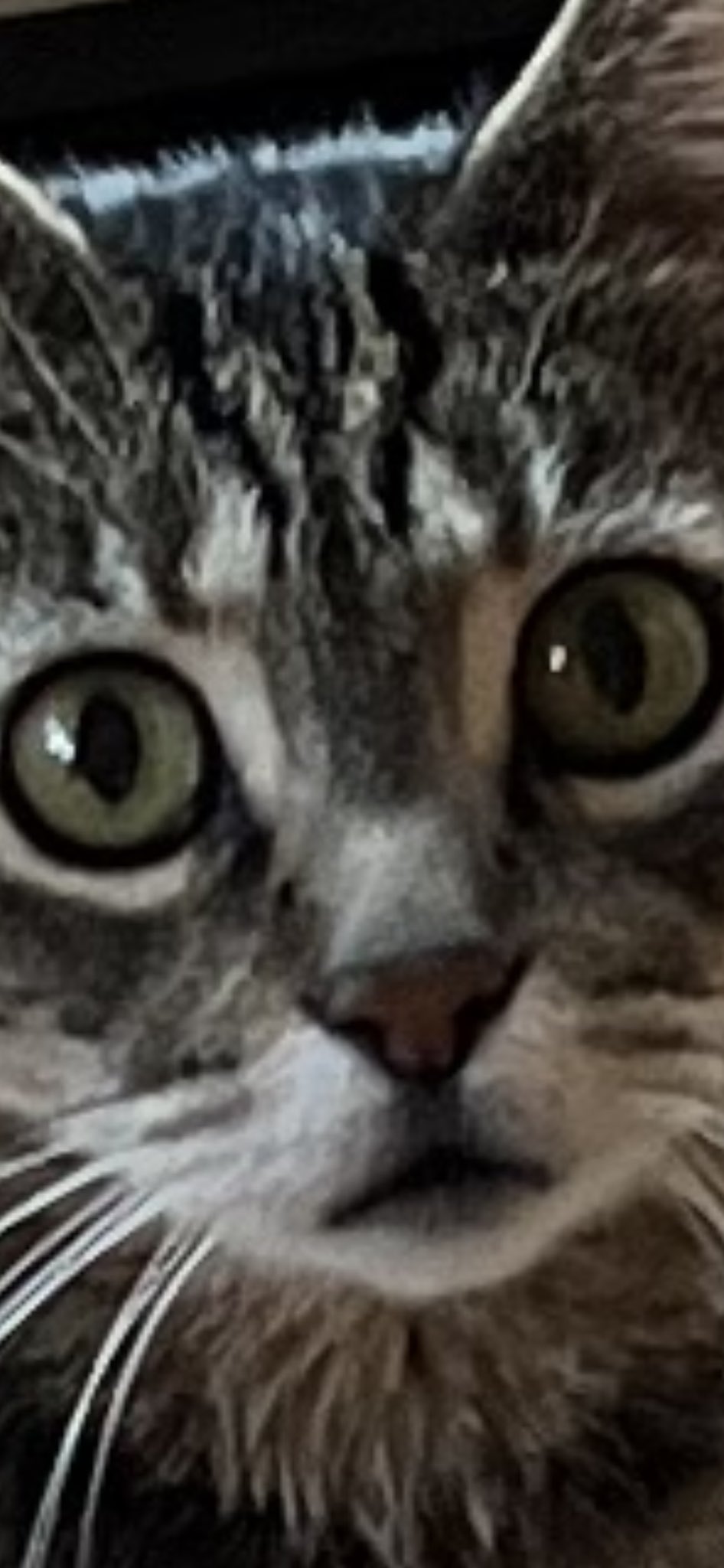 Dino Crispo On Twitter J Stocky First Pic Is Cat Dox