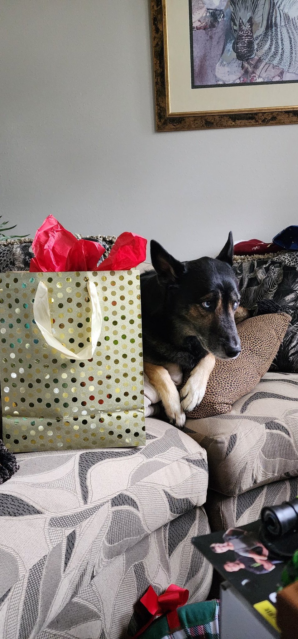 TW Pornstars - 1 pic. Lexi Cybin 🍄🐉 𝕍𝕋𝕦𝕓𝕖𝕣. Twitter. My silly dog. 8:14 ...