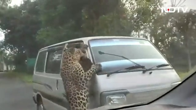 Animals Attacking Cars