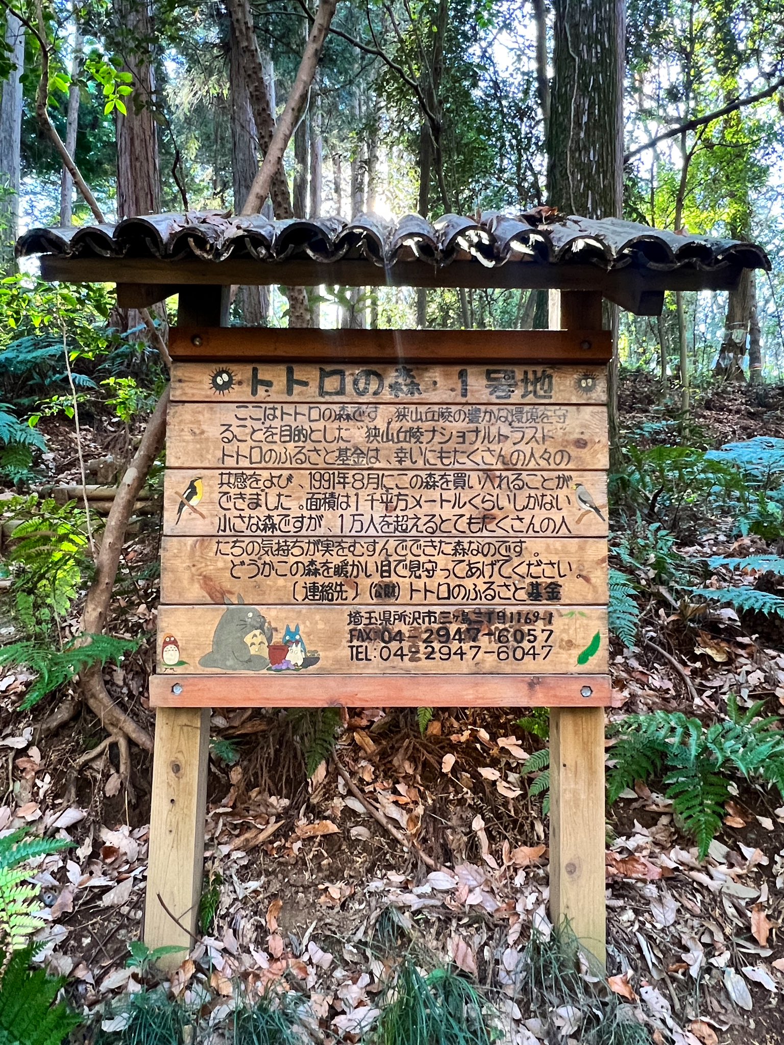 TW Pornstars - 1 pic. Tara Tiger Brown Ⓥ 🌲💚. Twitter. Totoro’s Forest! This area inspired ...