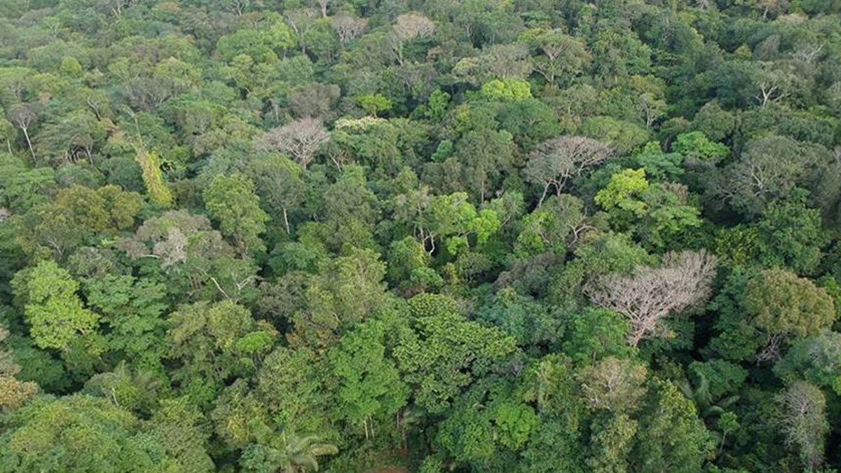 Tropical Scrub Forest