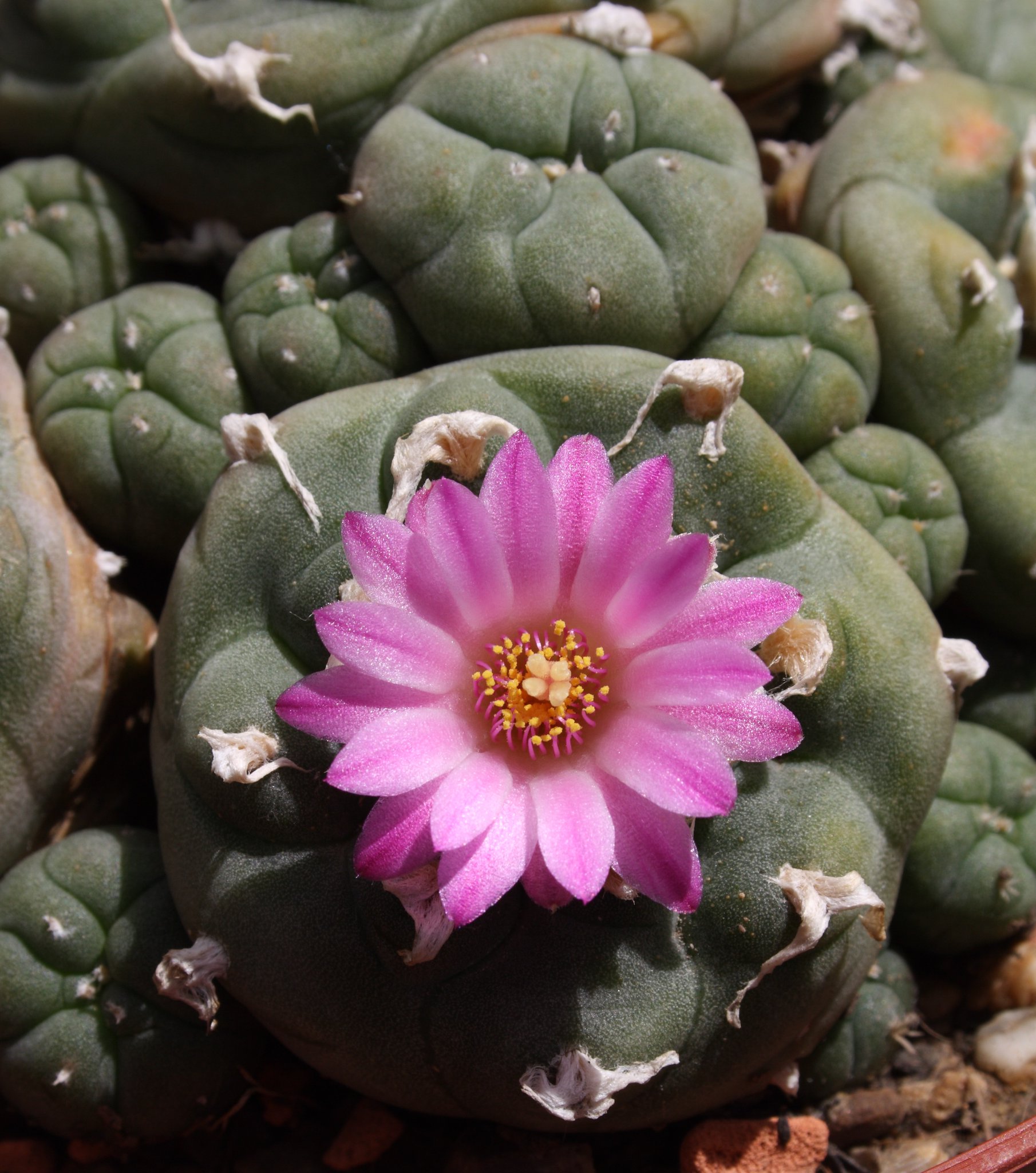 Dried Peyote Buttons