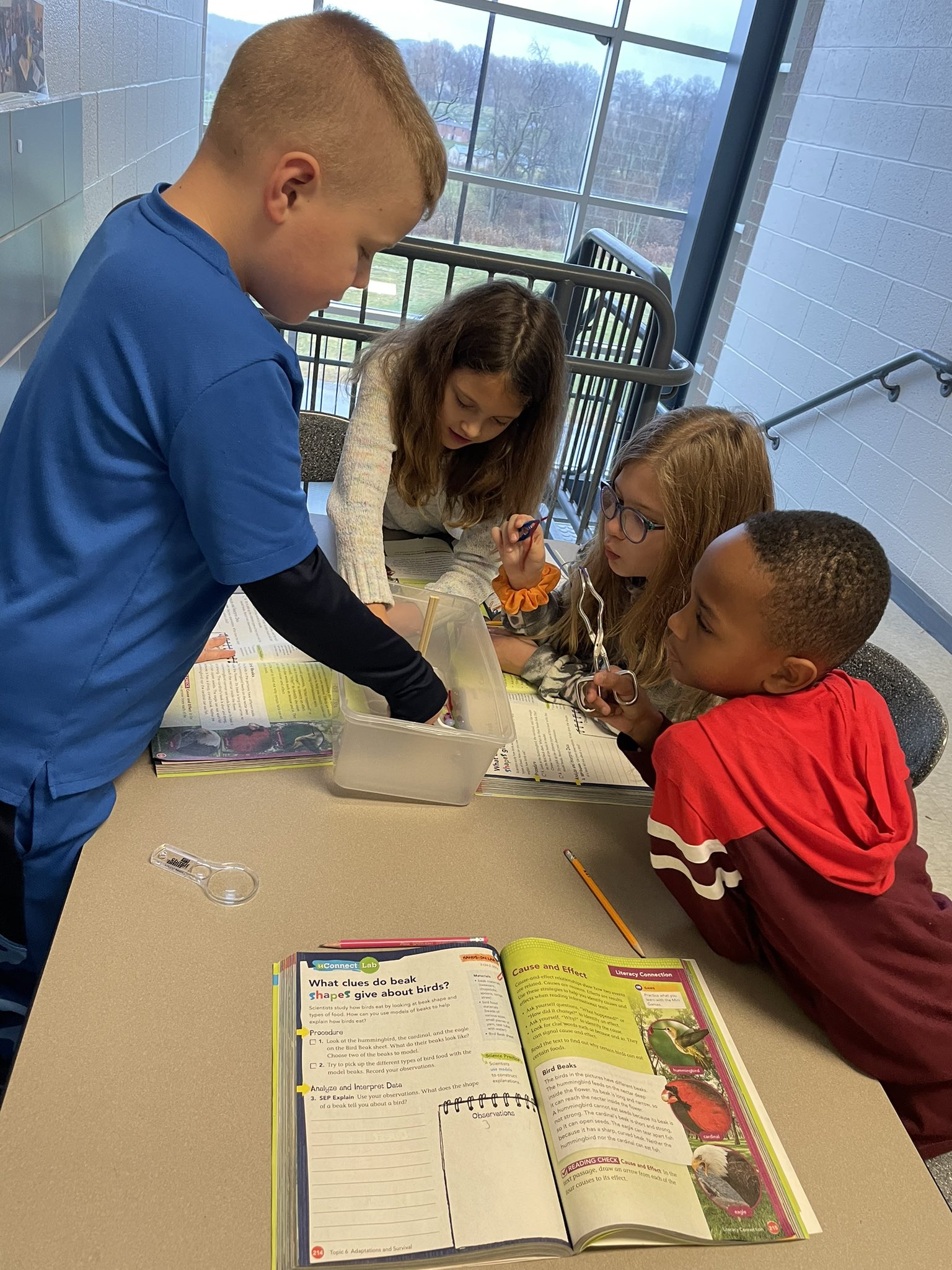 Plum Teachers on Twitter: "Bird beaks- Adaptation Science lab! Third ...