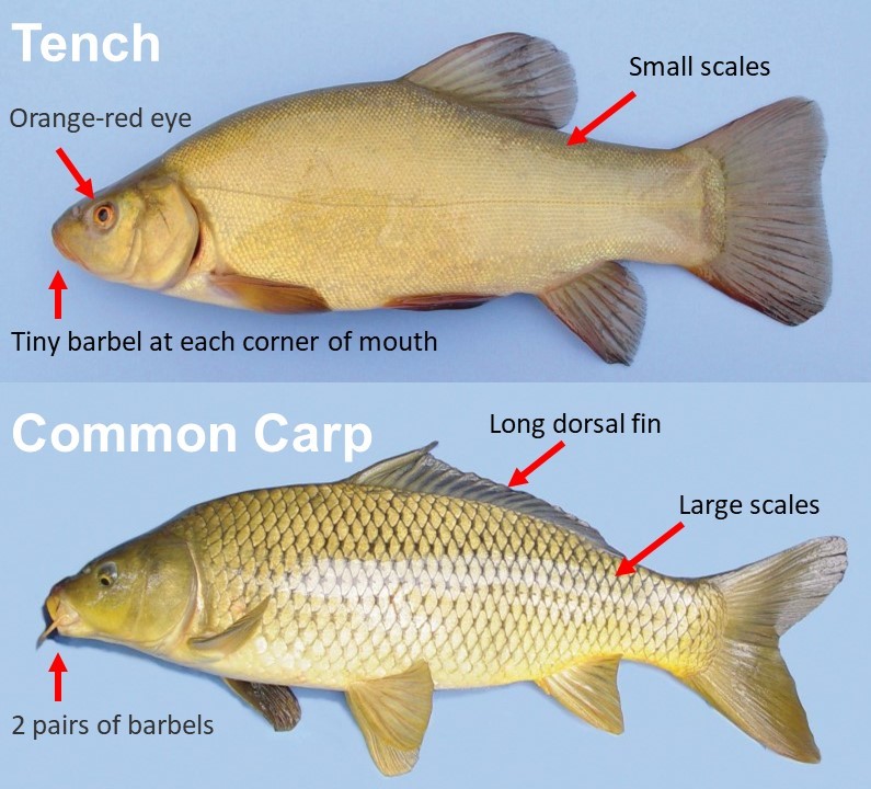 Common Carp Fish Diagram