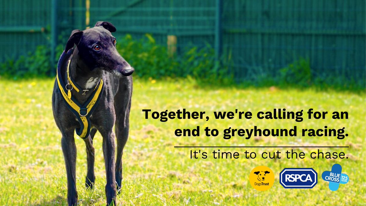 Will Greyhounds Go Extinct