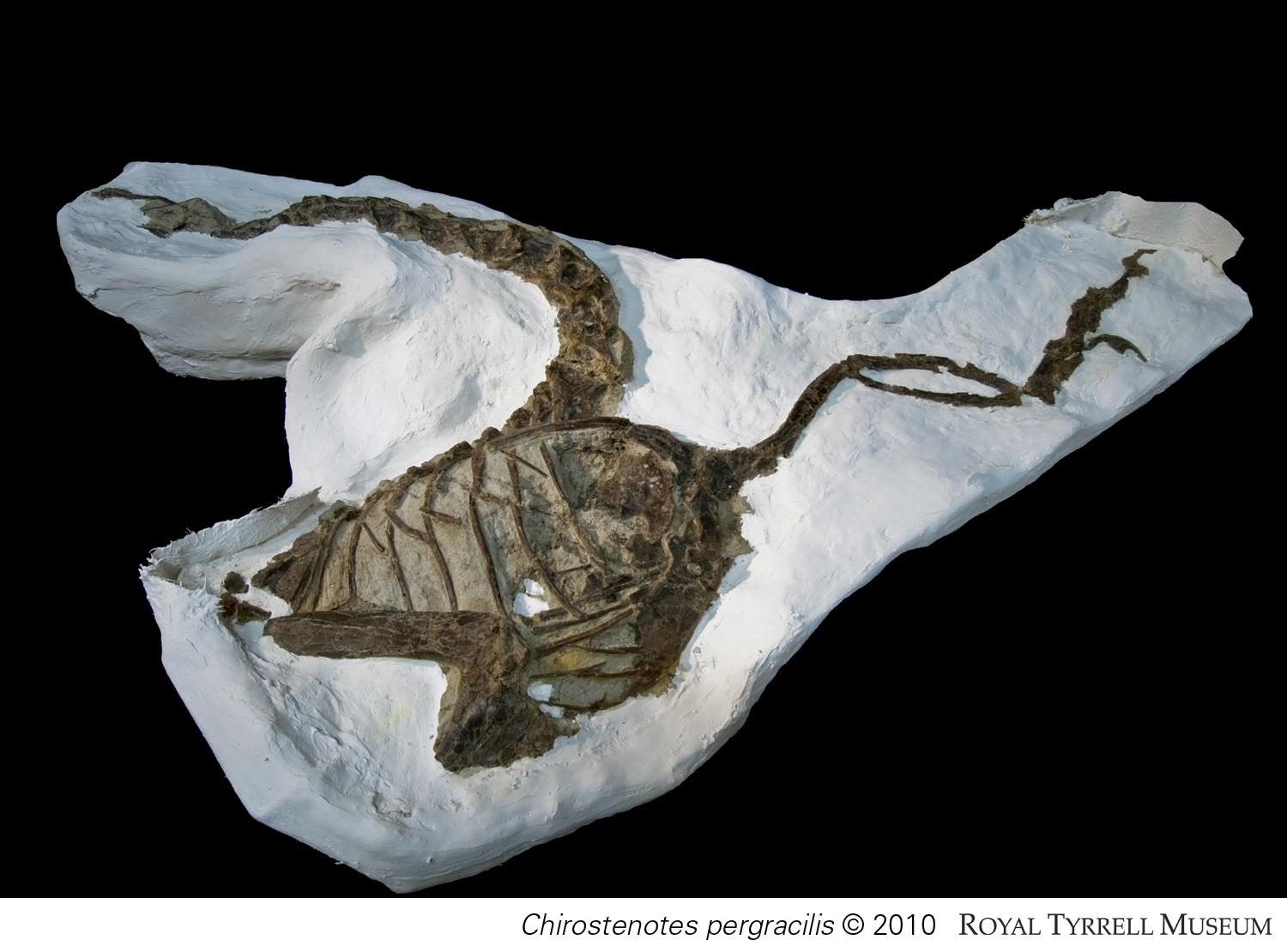 Chirostenotes Skeleton