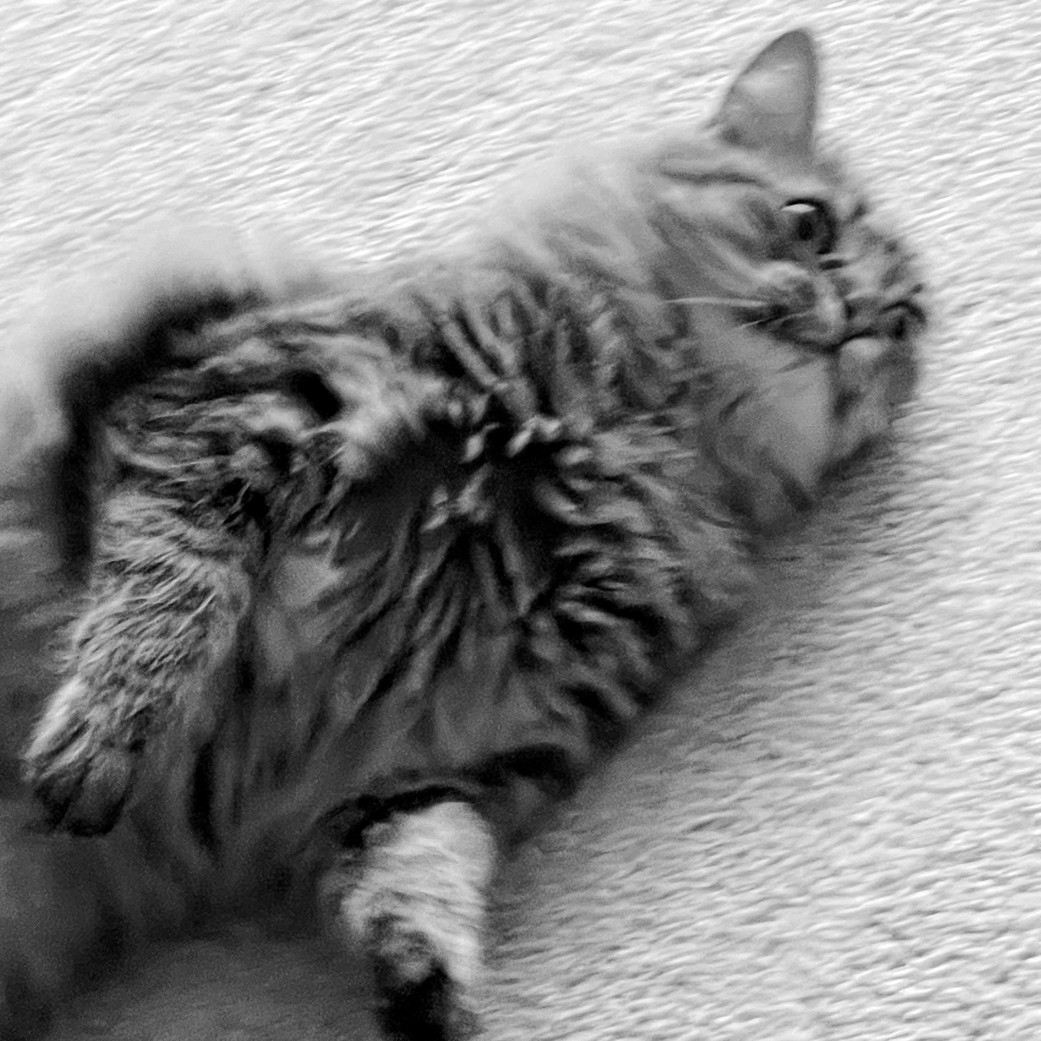 FeFe on Twitter: "@Nux_Taku https://t.co/H8SMSIUN9b" / Twitter