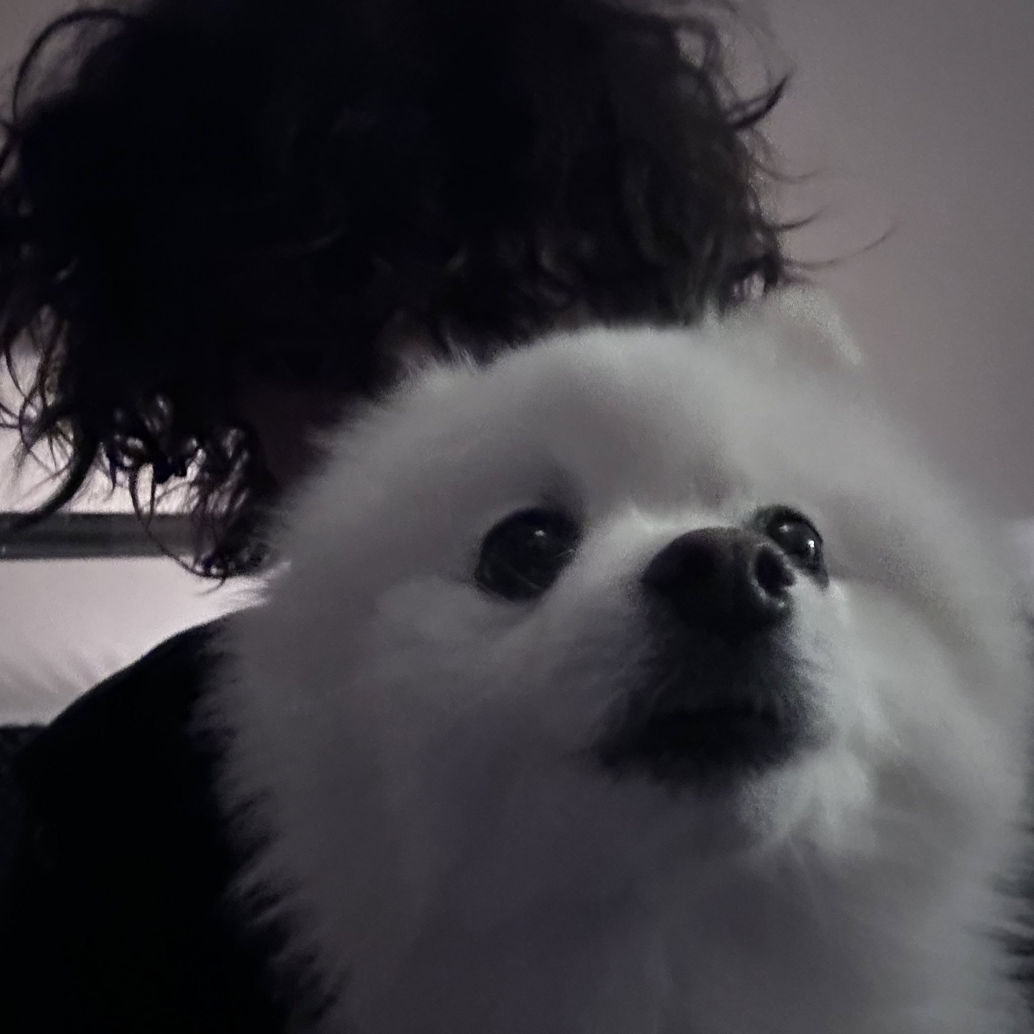 Who Did Gabe The Dog Belong To