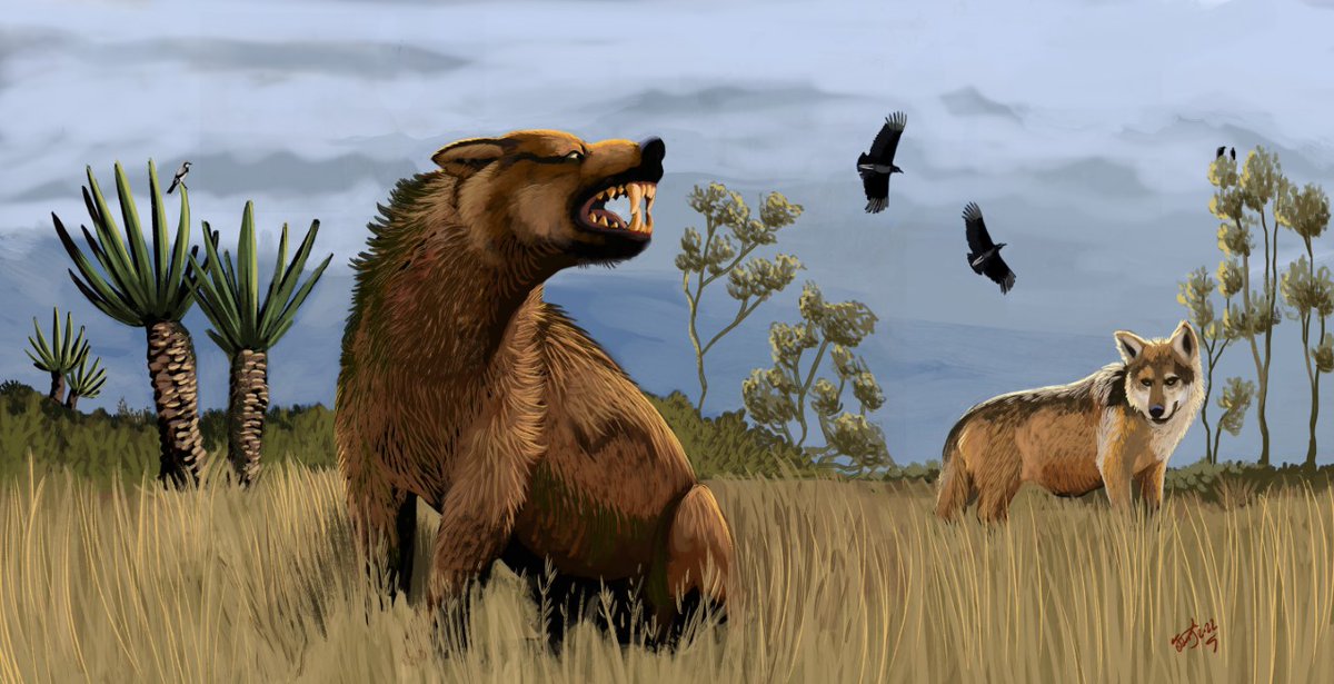 Today we wouldn´t associate the Yucatan peninsula with wolves, but ...