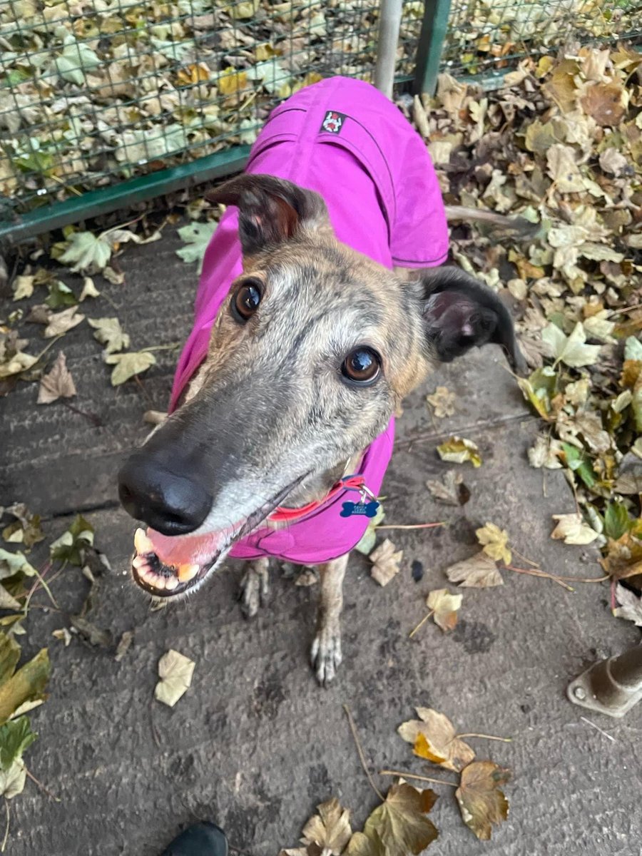 RSPCA York, Harrogate & District Branch - Adopt a cat