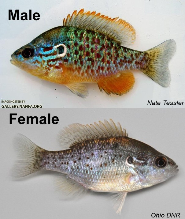 Orange Spotted Sunfish