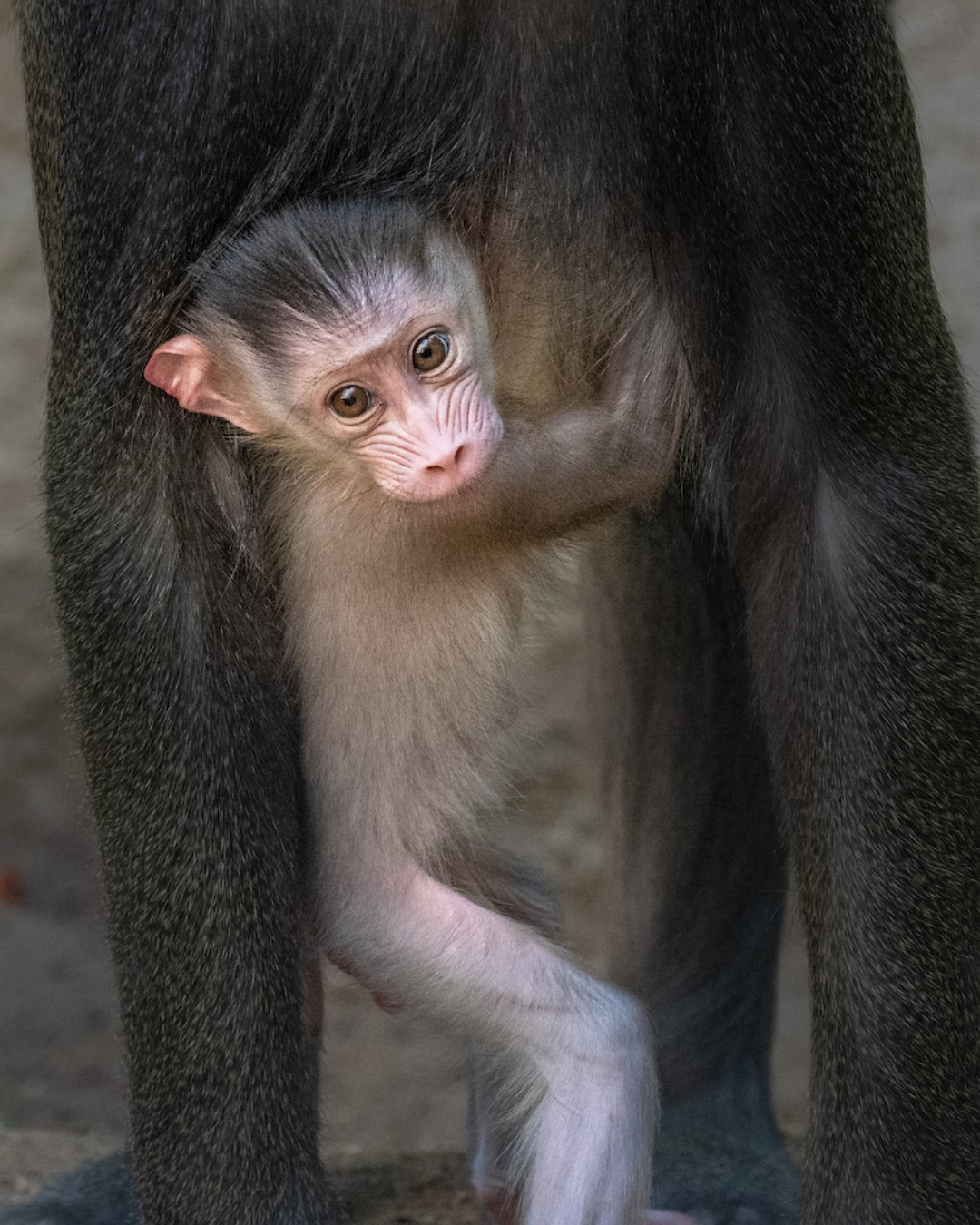 Mandrill Baboon Baby