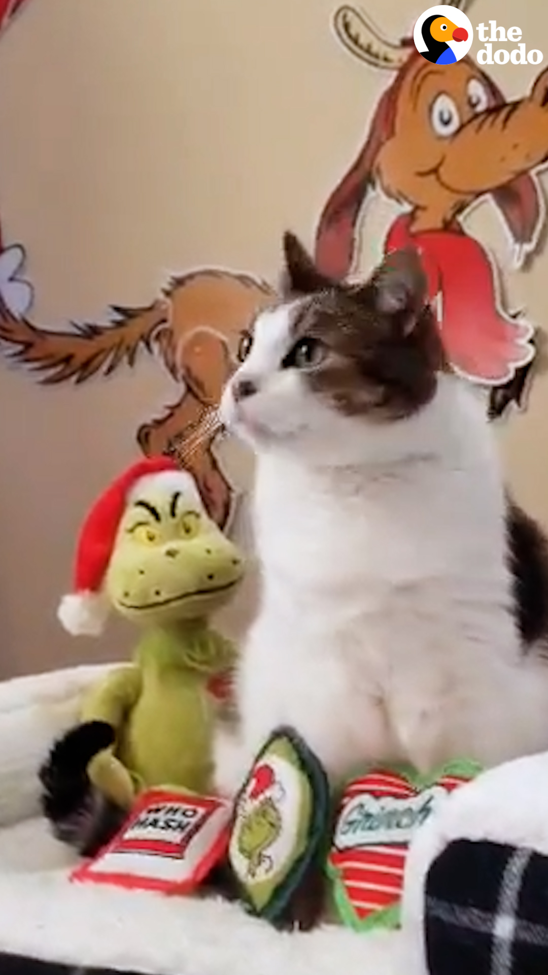 The Dodo on Twitter: "This cat is obsessed with The Grinch — wait until you see her reaction to ...