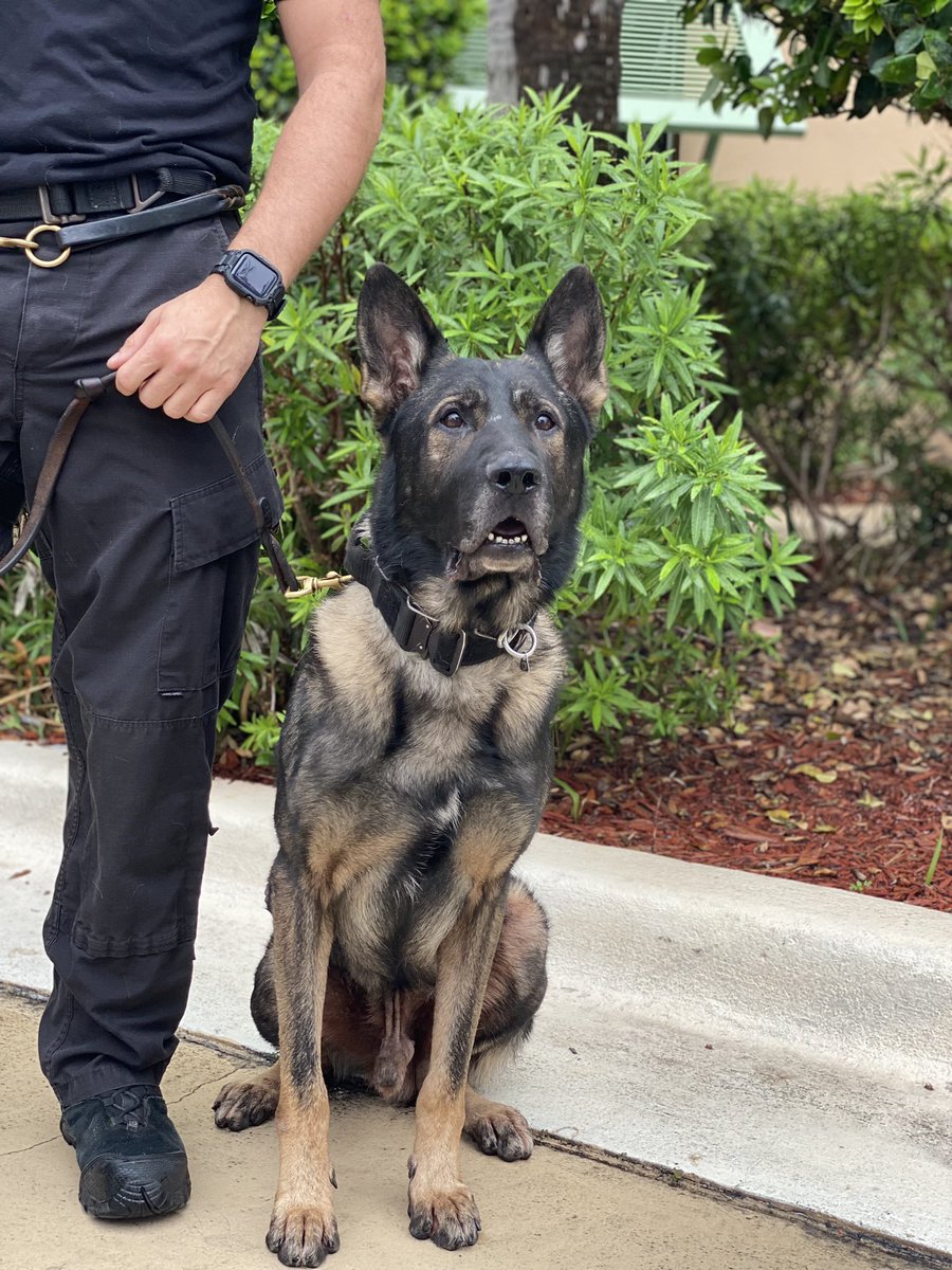 On Patrol K9 on Twitter: "Officer Roger Lawson and K9 Ali? @DaytonaBchPD #ThinBlueLine #dog #K9 ...