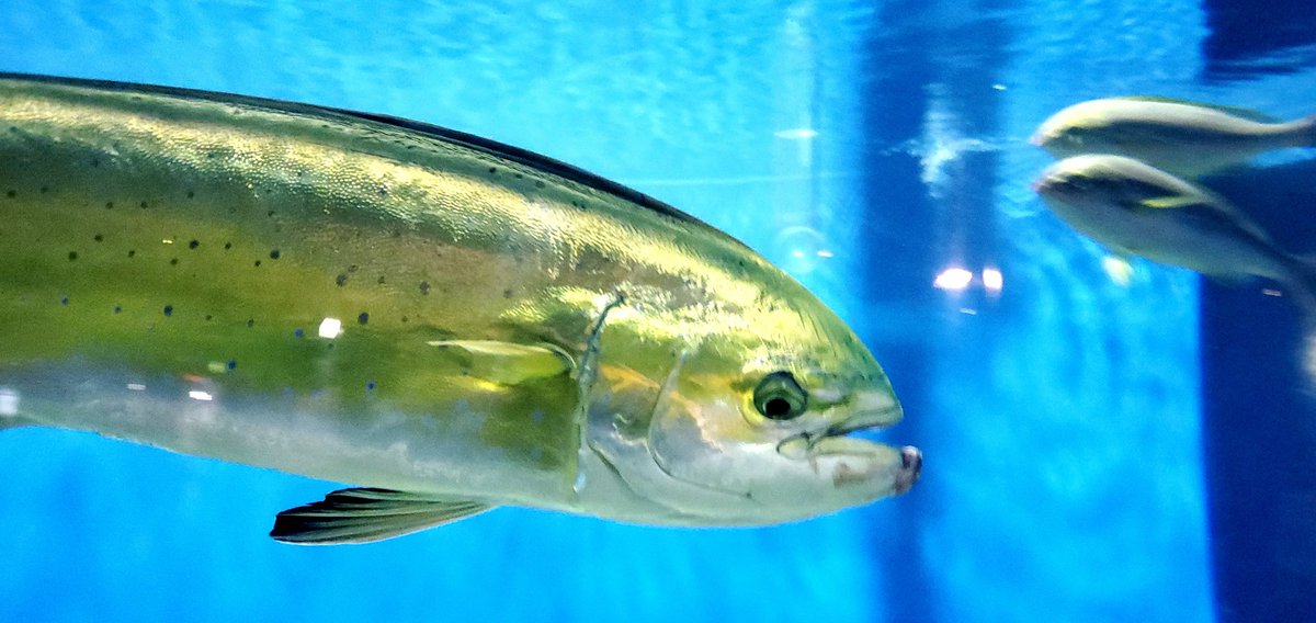 Inukon_geekさんのイラストまとめ