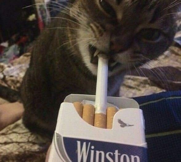 Gato Fumando Cigarrillo Gato Fumar Un Cigarrillo Con Gafas" — Imagen