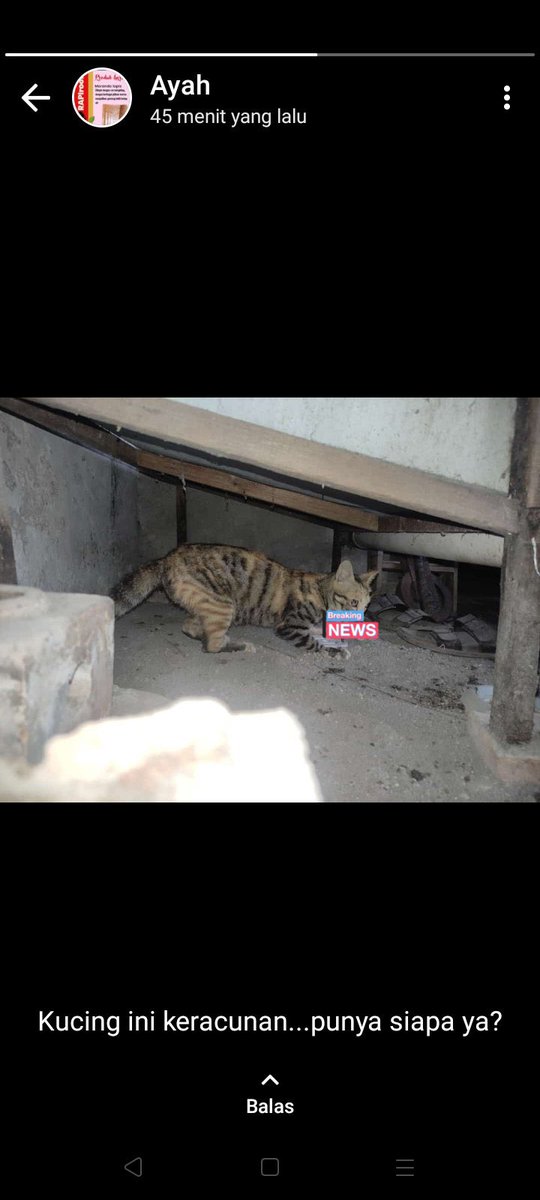 ZOO on Twitter: "Zoo ⚠️ TW // racun ⚠️ Udh muter muter blom ada yg ngaku punya siapa, yang ...