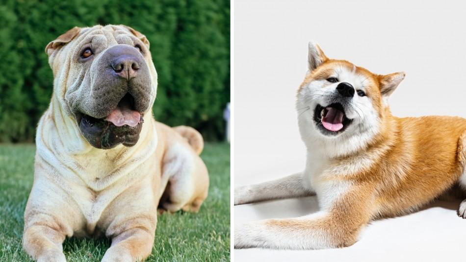 Formaron parte de la dinastía china: Estas son 5 razas de perros más ...