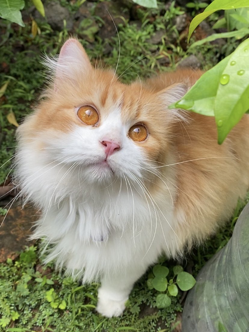 Moko & Nue on Twitter: "Selamat hari minggu🌻 klo masi pada gabisa bedain mana Moko mana Nue gw ...