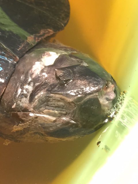 まろ on Twitter: "RT @BP_keeper: かねだいさんだよ？絶対に個体を直で見て、しばらく様子見ないと危ない💦 どーしても欲しい個体でスピード勝負だとしてもお店に行った事 ...