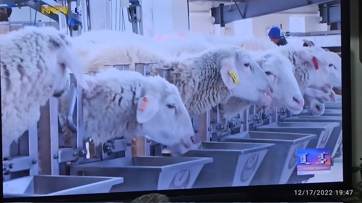 Ээлияа🇲🇳 On Twitter Хонины аж ахуй 8 минутанд зуугаад хонь саадаг гэнээ манайхан хонь ямаагаа