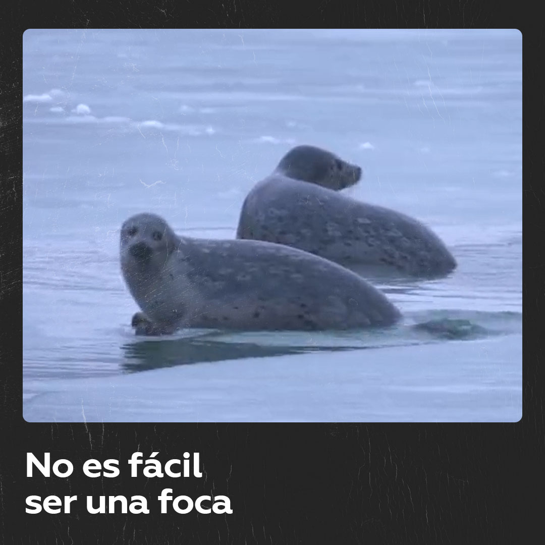 Una foca fue vista intentando mantenerse sobre el hielo. Las focas ...