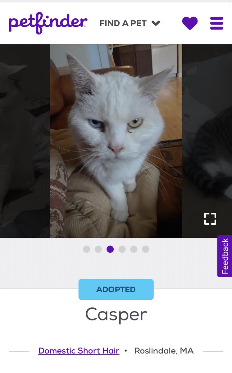 Fishtopher the Cat on Twitter: "adopted:)"