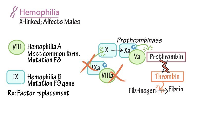 هنا لخصت Hemophilia بشكل كامل بأنواعها/ أسبابها/ تشخيصها/ وعلاجها وعشان ...