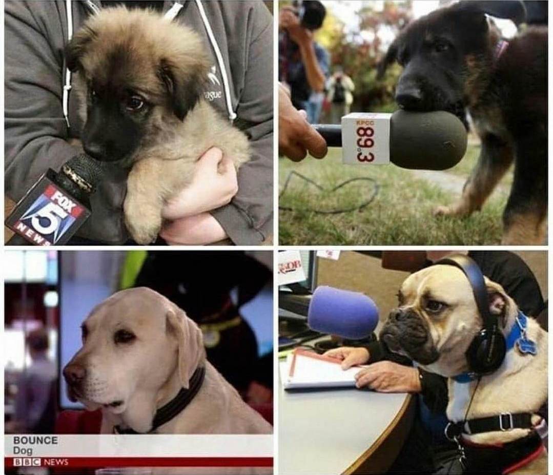 Dog Interview Memes