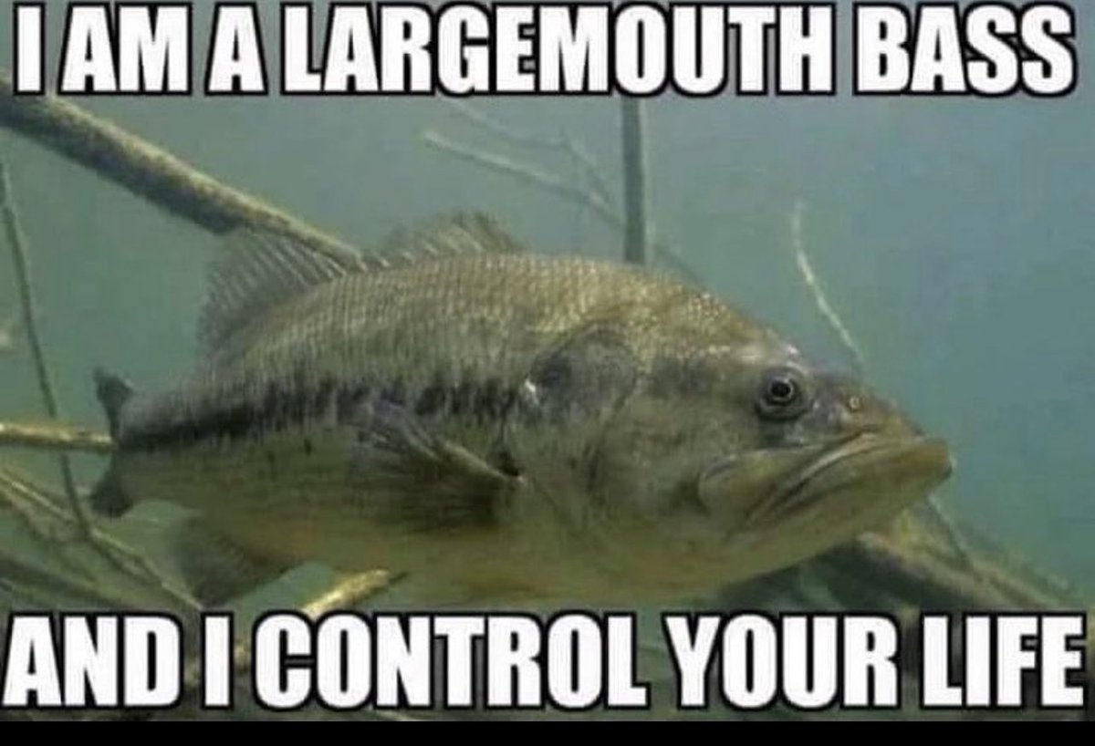 Big Bass Memes