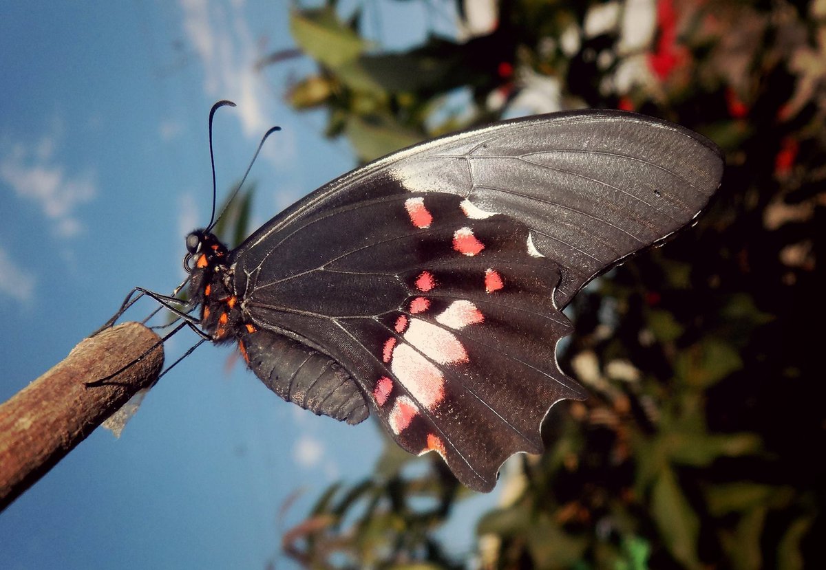 Especie De Borboleta Rosa 520 Ideias De Borboletas Cor De Rosas | Tudo