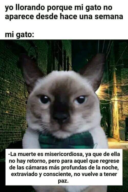 Memes Gato Siames
