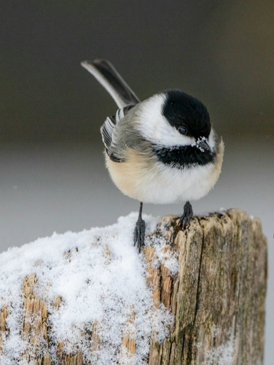Chickadee Snow