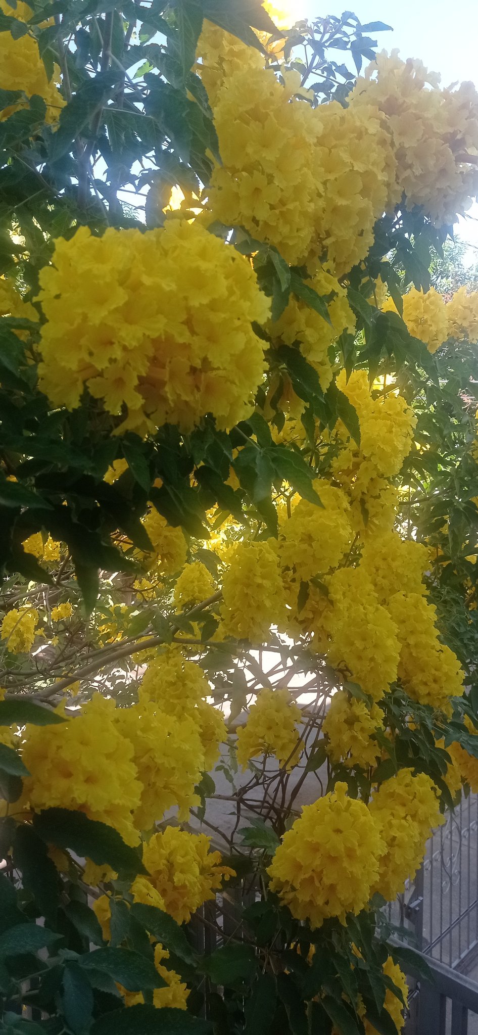 Luis Maestre (@luis_maestre77) / Twitter