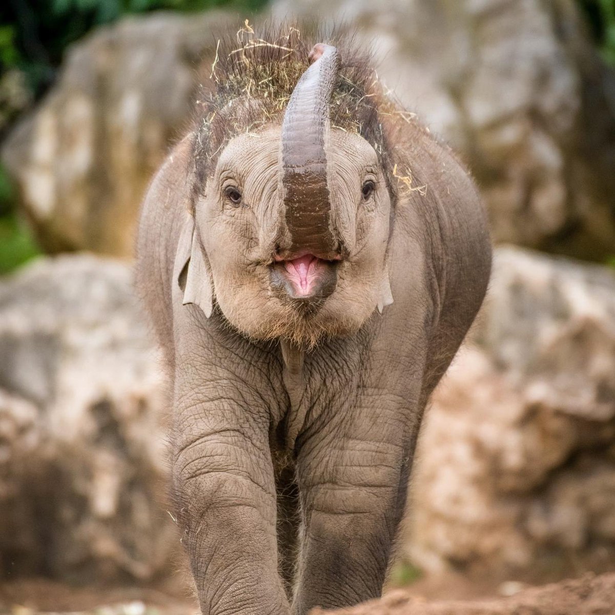 Chester Zoo on Twitter: "Strictly winner Hamza Yassin is coming to Chester Zoo! 🙌 At our Wild ...