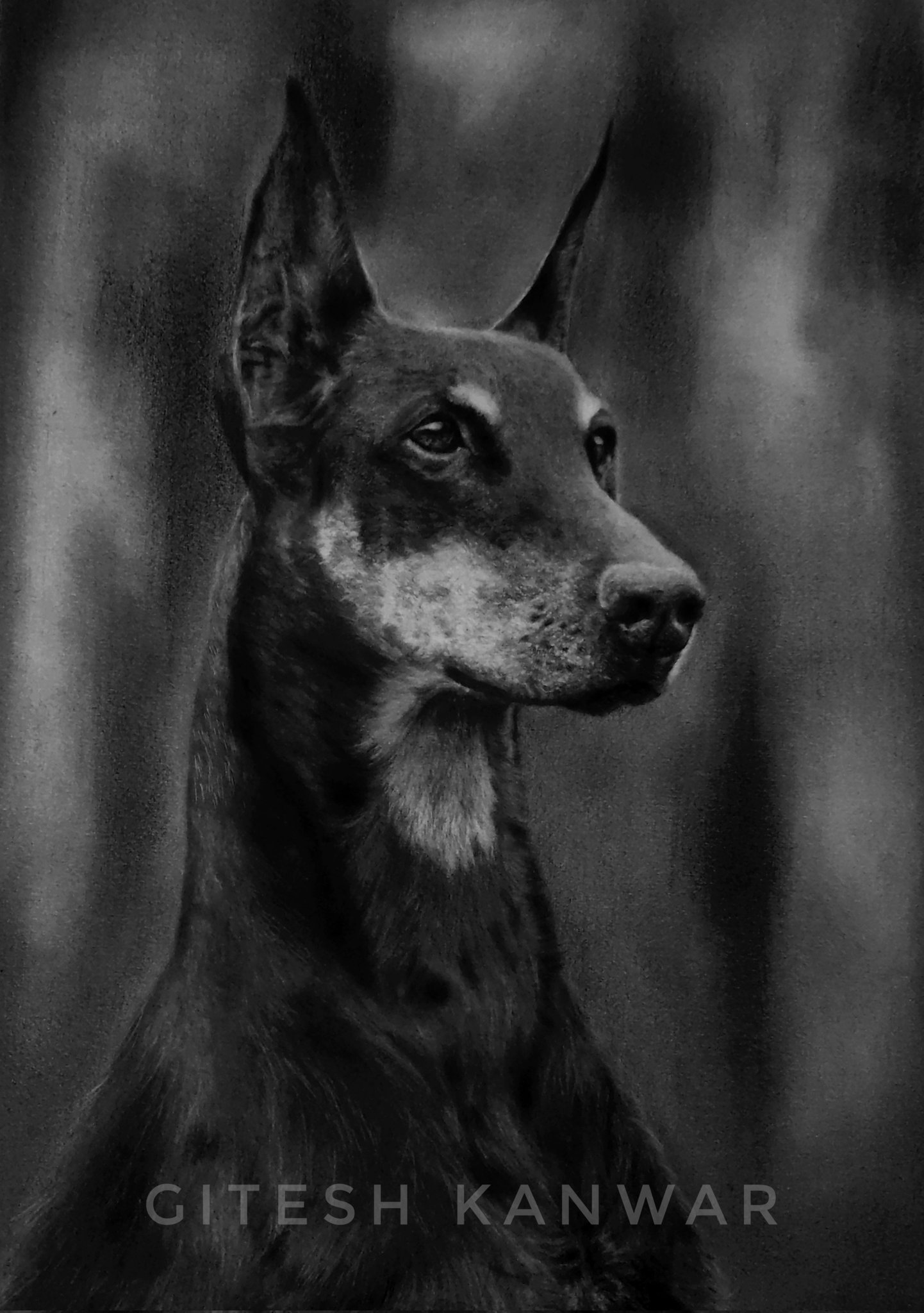 Dobermans In Pencil Sketch
