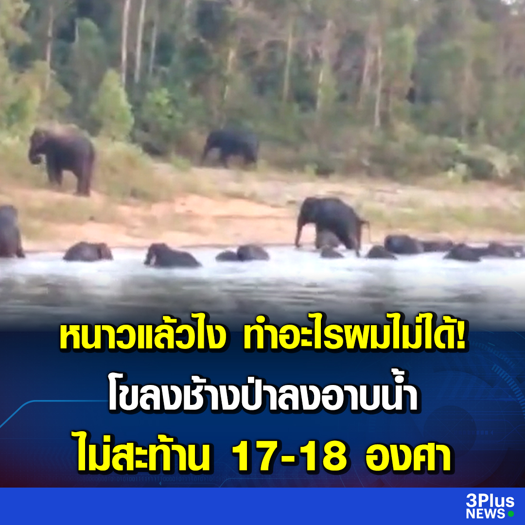 3PlusNews on Twitter: "หนาวแล้วไง ทำอะไรผมไม่ได้! โขลงช้างป่าลงอาบน้ำ ไม่สะท้าน 17-18 องศา https ...