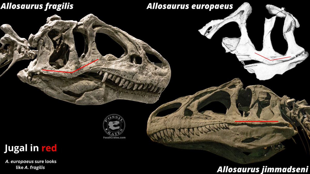 Allosaurus Fragilis Skull