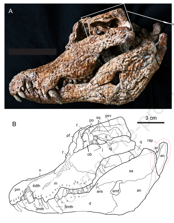 Darren Naish on Twitter: "RT @ArminReindl: Eurycephalosuchus is a goddamn goblin and I love it ...