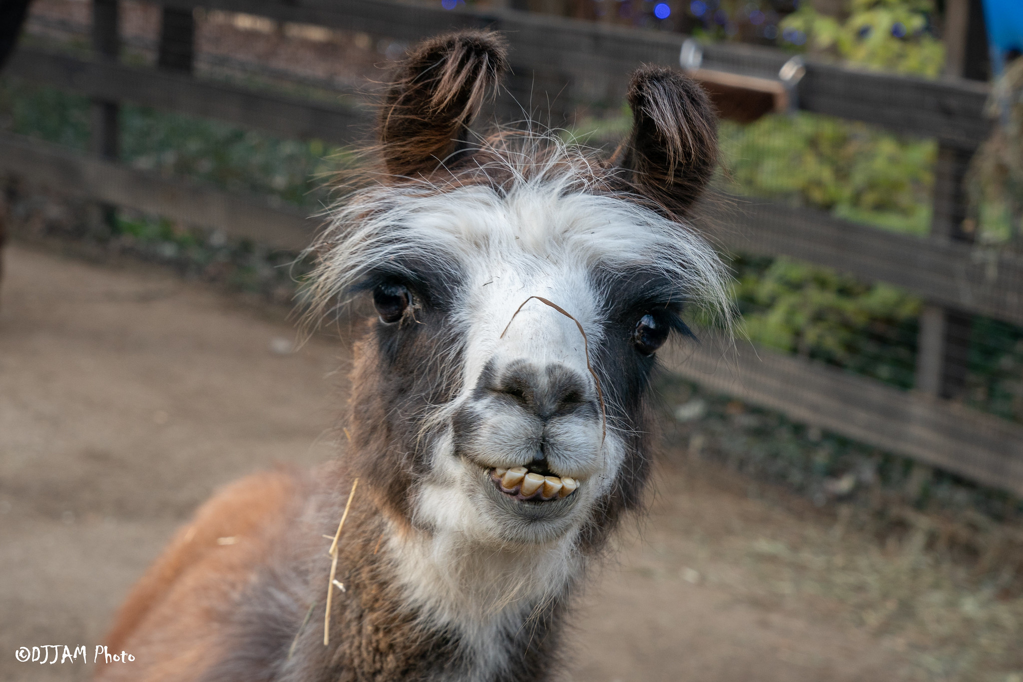 Llama Smiling