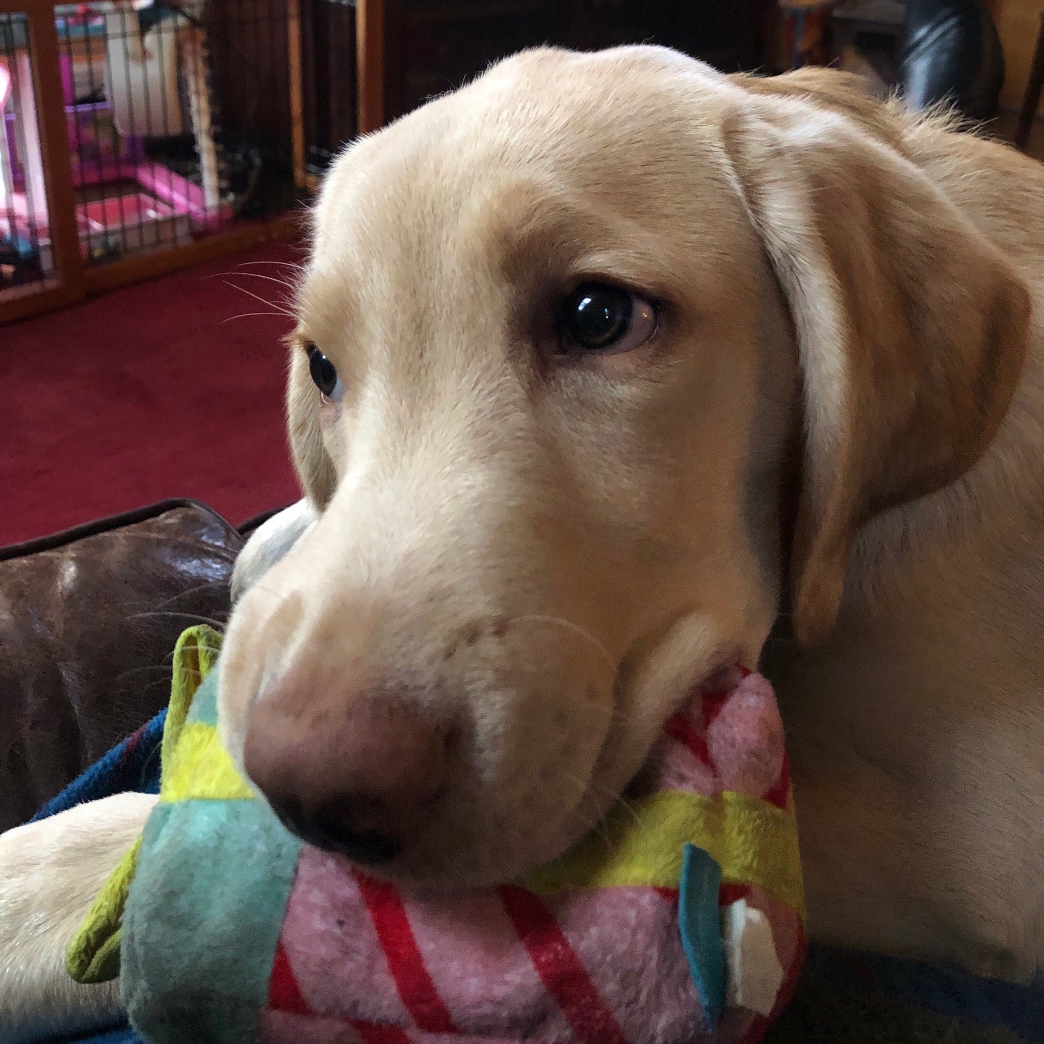 Smiling Puppy Thank You