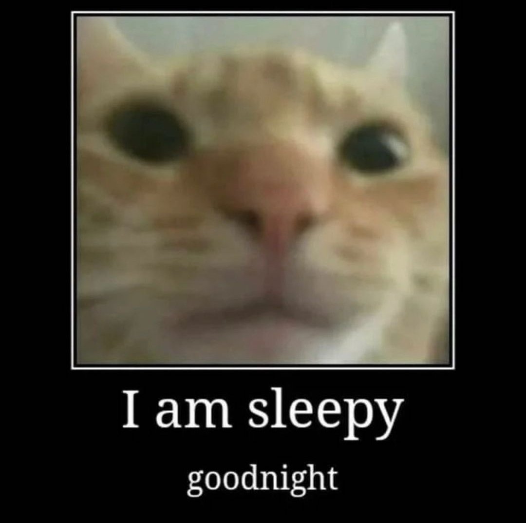 Good Night Cat Meme