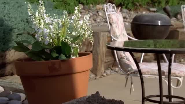 Lily Of The Valley Breaking Bad