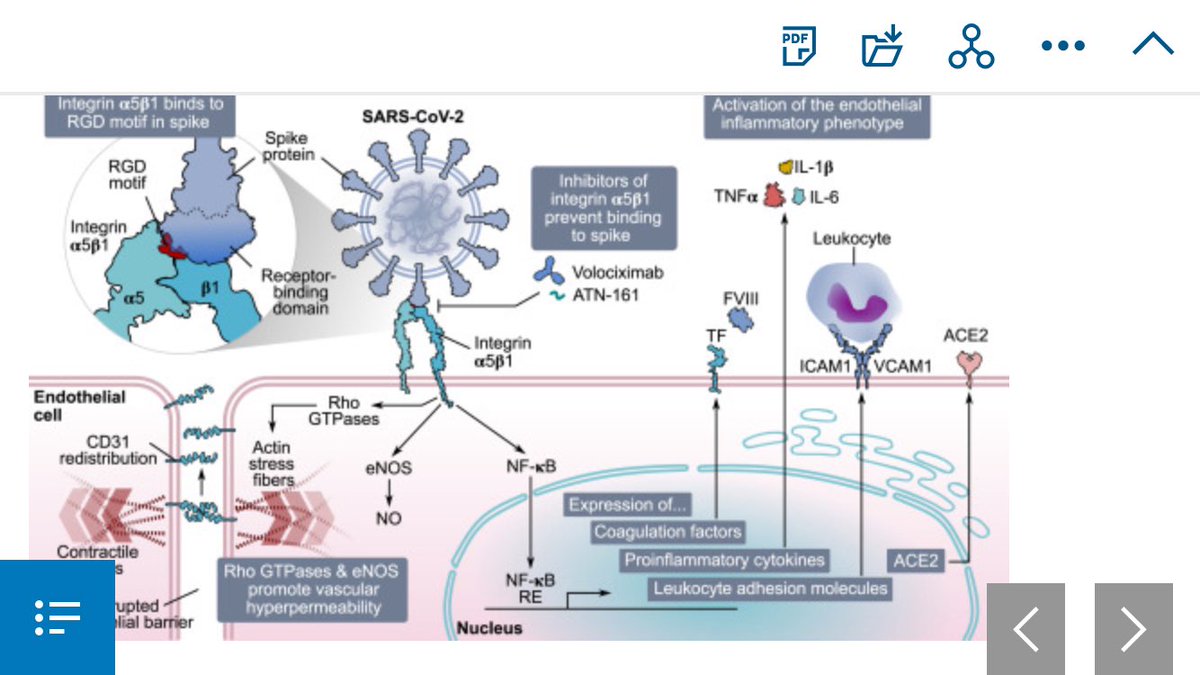 Stray, a student of comparative pathology on Twitter: "The spike protein of SARS-CoV-2 induces ...
