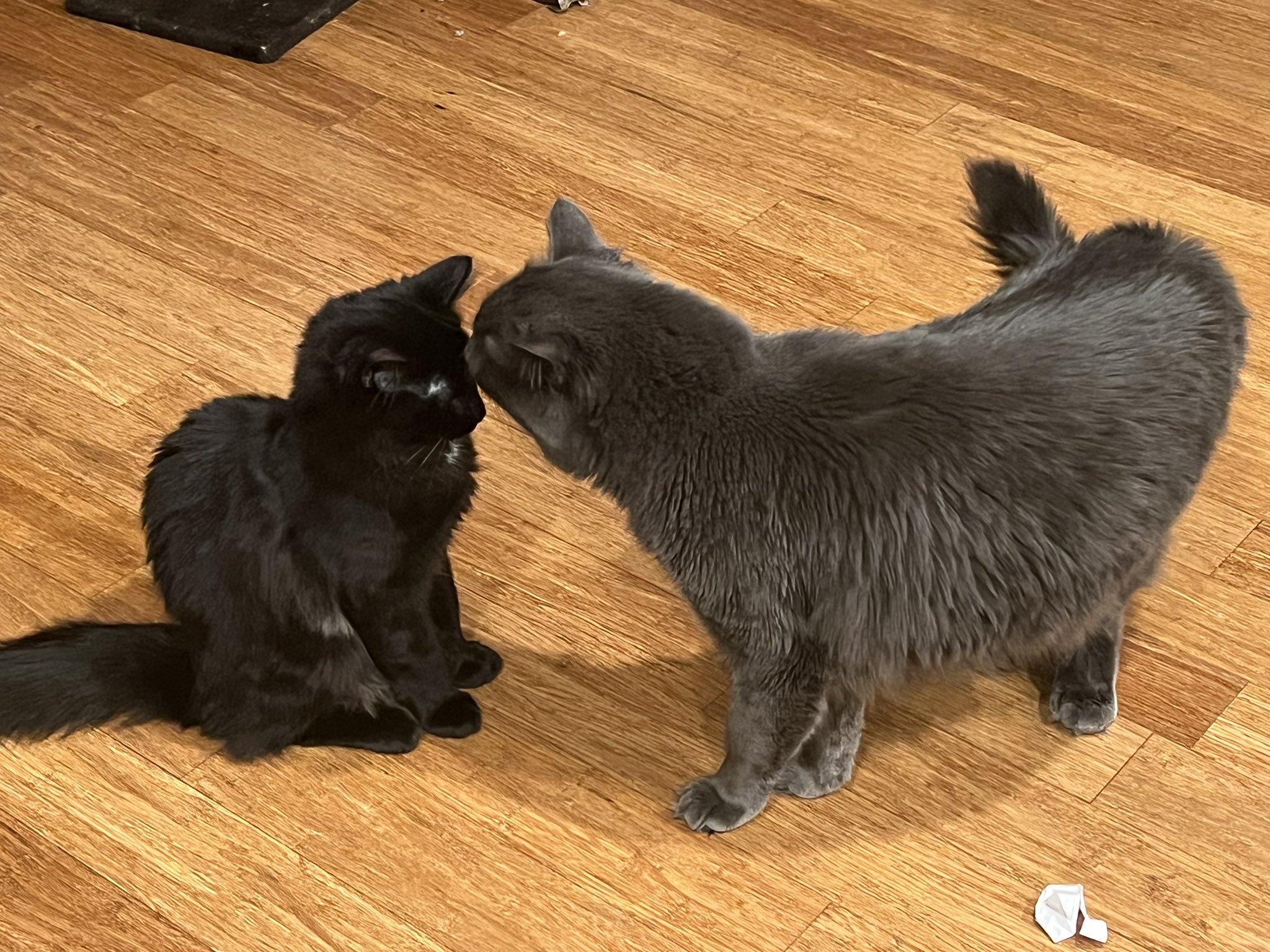 suna on Twitter: "Getting to know each other 🥺 https://t.co/hv5y3a4PJv" / Twitter