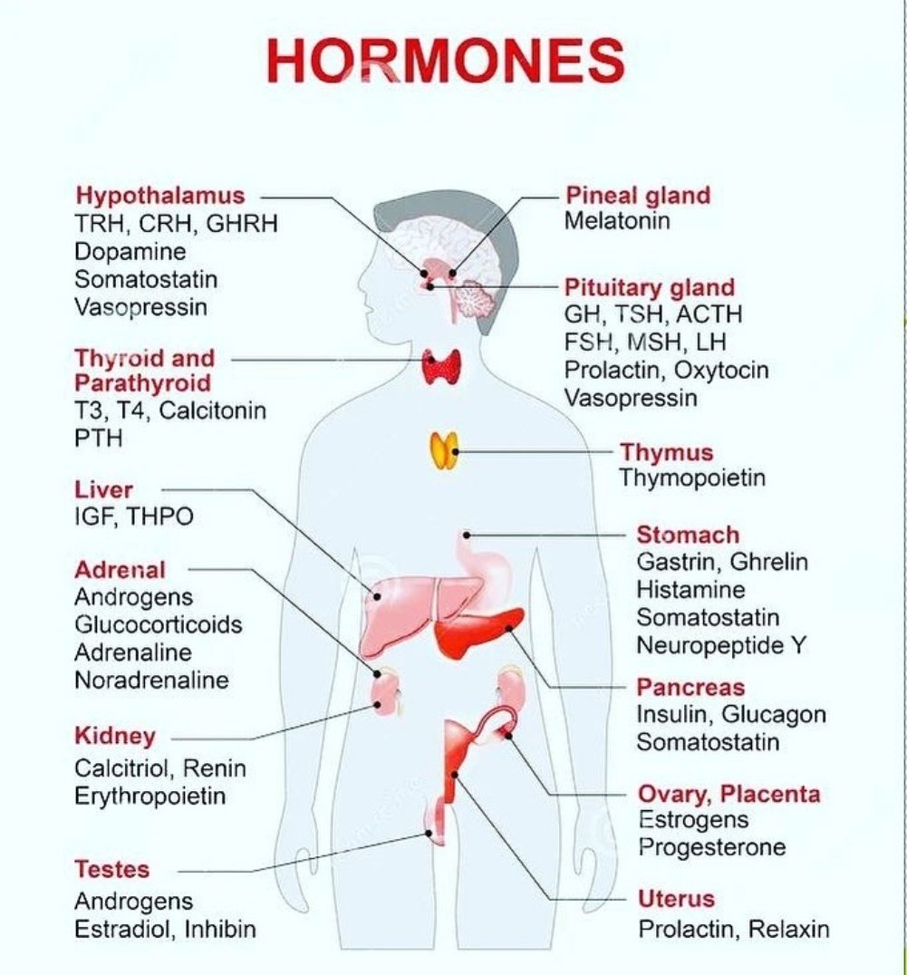 Hormones In Humans