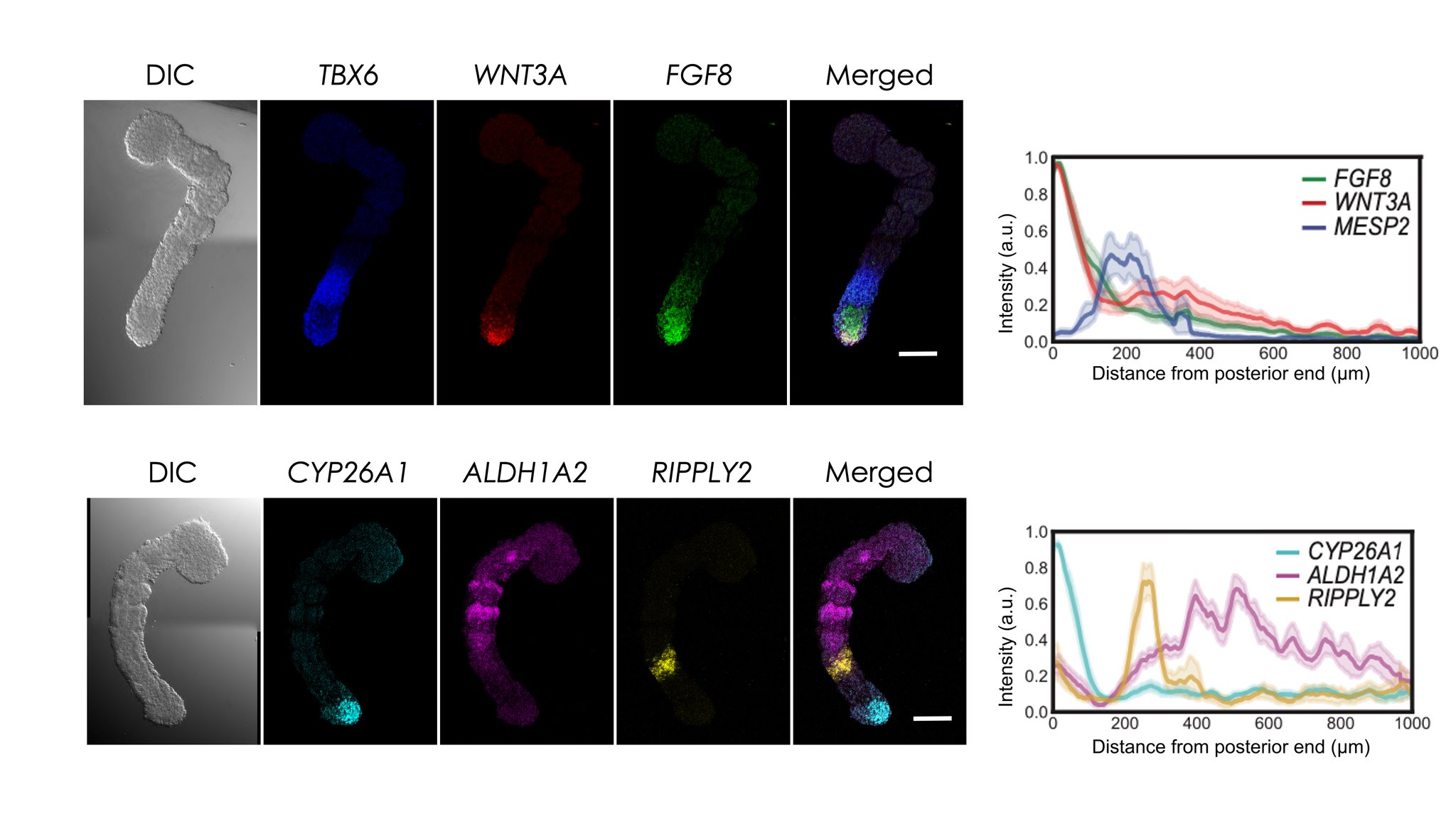 Alev Lab on Twitter: "#axioloids show presence of FGF & WNT signaling associated gene expression ...