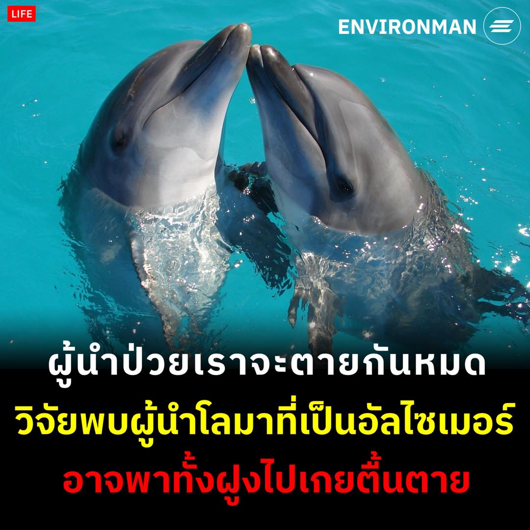 ppin🐰 宝石 on Twitter: "RT @TarotYouuuu: กูนึกถึงอีตู่อีป้อมก่อนเลย เรื่องราวมันคล้ายกันมาก!!!"