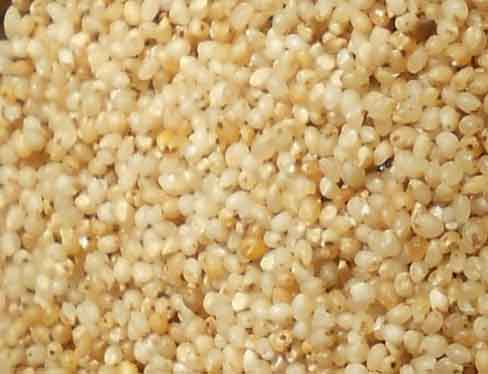 Foxtail Millet In Tamil